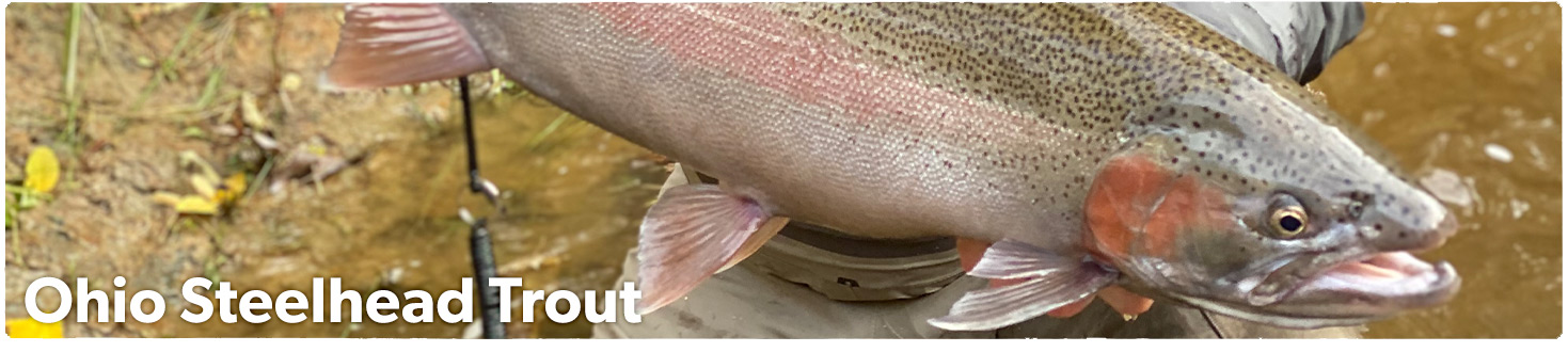 Steelhead Fly Fishing Guide Service along Steelhead Alley in Ohio and ...